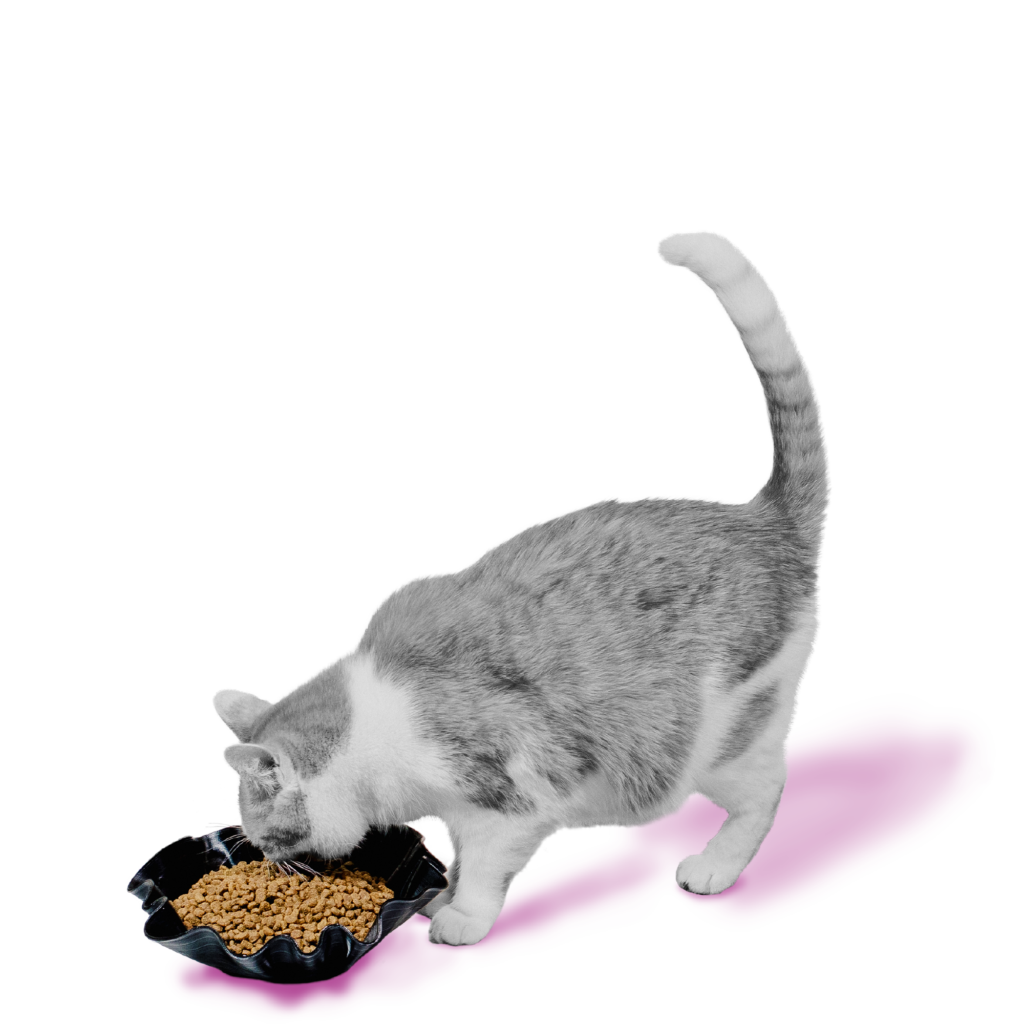 Rawbble® Dry Food for Cats - Digestive Health Chicken Recipe • BIXBI