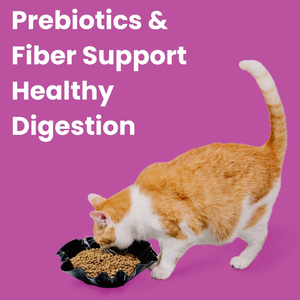 Rawbble® Dry Food for Cats - Digestive Health Chicken Recipe • BIXBI