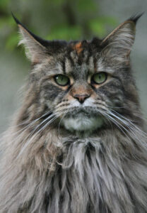 The Maine Coon • BIXBI