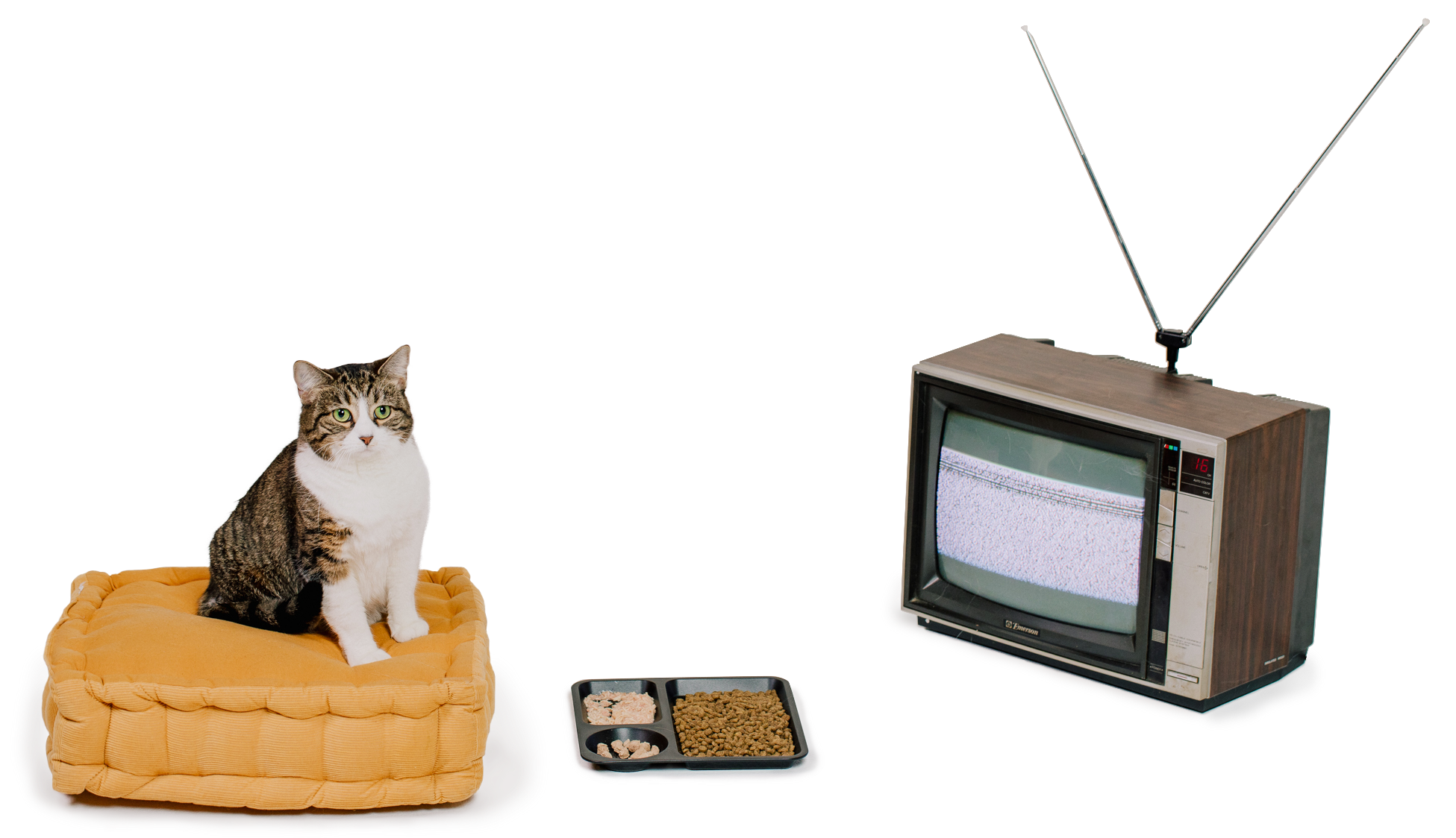 Cat • BIXBI