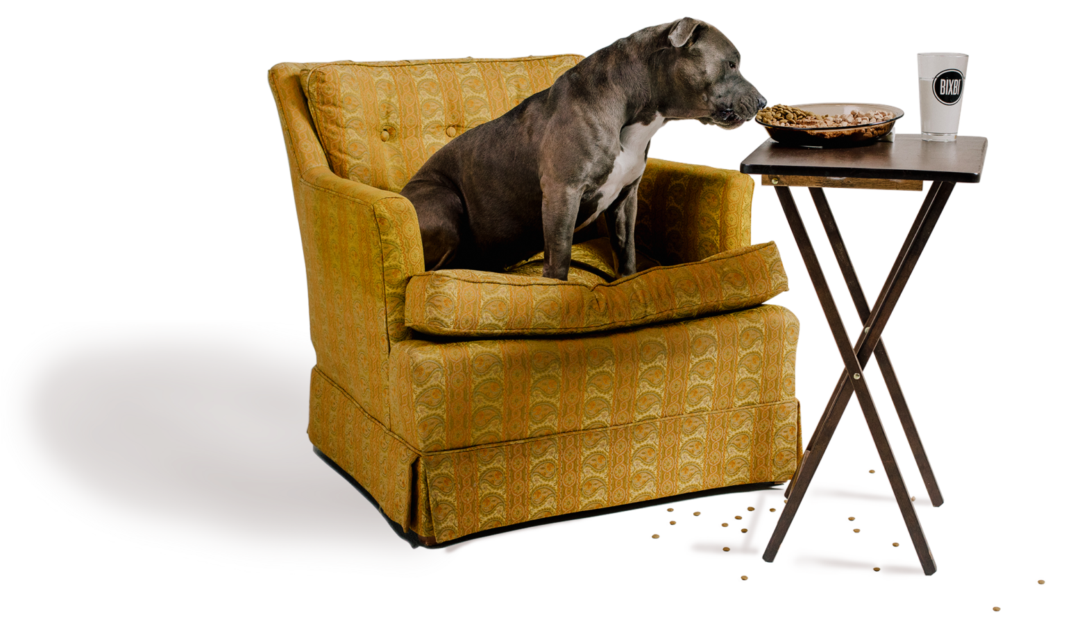 Dog • BIXBI