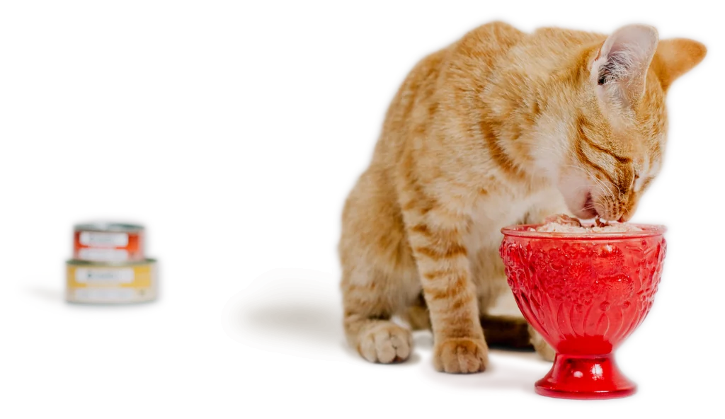 Wet Cat Food • BIXBI